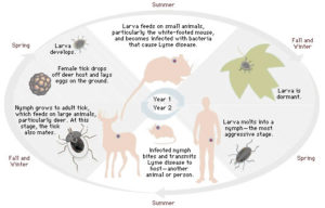 Lyme Disease Diagnosis & Treatment in Plympton, MA | South Shore Equine ...