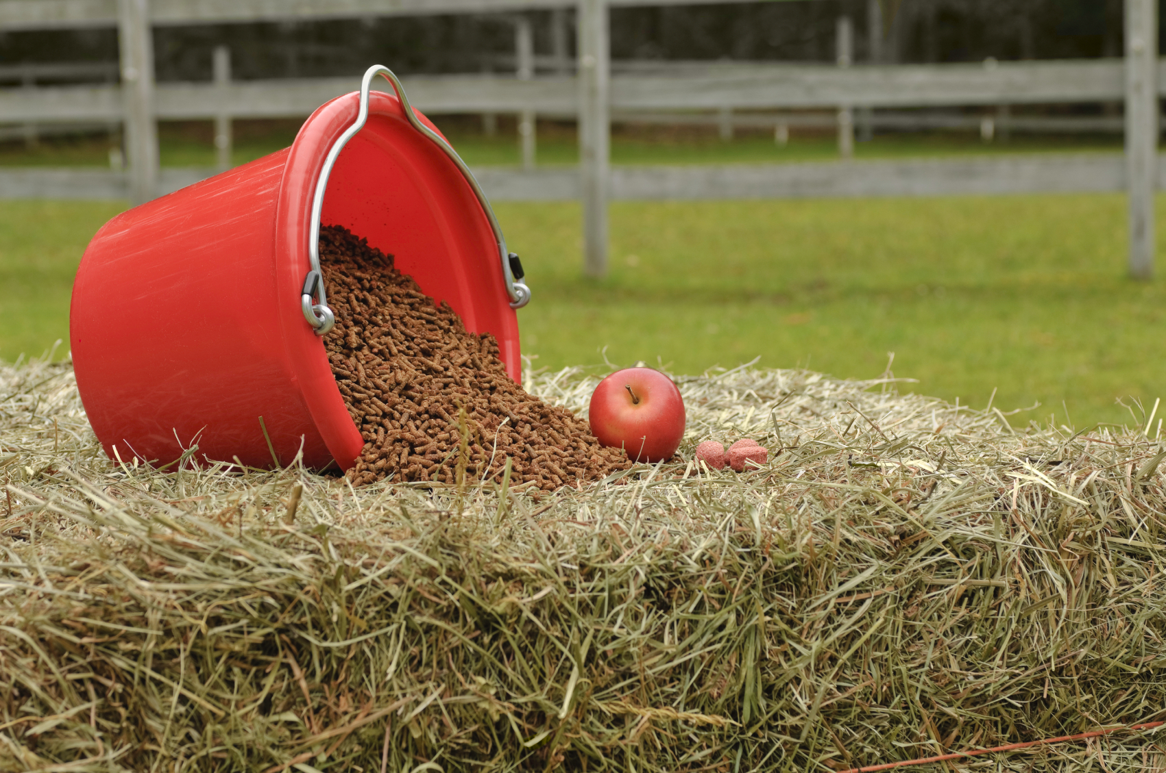 Equine Nutrition | South Shore Equine Clinic